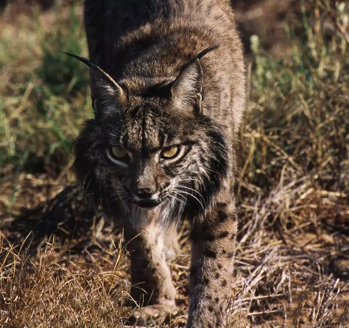 En 2005, la population de lynx des Pyrénées est estimée à seulement 100 individus.