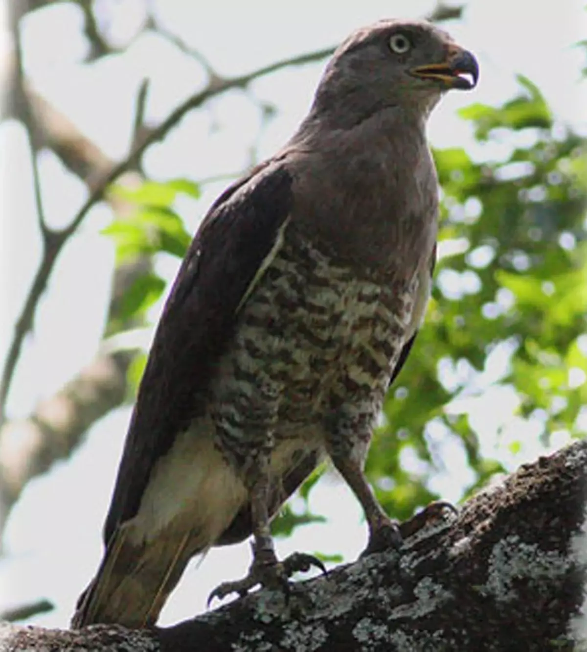 As aves novas teñen a plumaxe marrón na parte superior