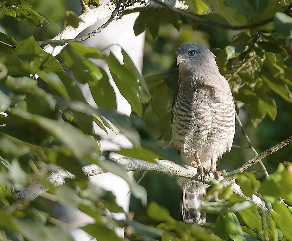 A aguia serpe de peito gris vive nos bosques