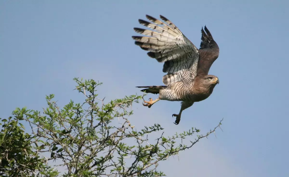 ಬೂದು-ಎದೆಯ ಹಾವಿನ ಹದ್ದು ಅತ್ಯಂತ ರಹಸ್ಯ ಪಕ್ಷಿಯಾಗಿದೆ