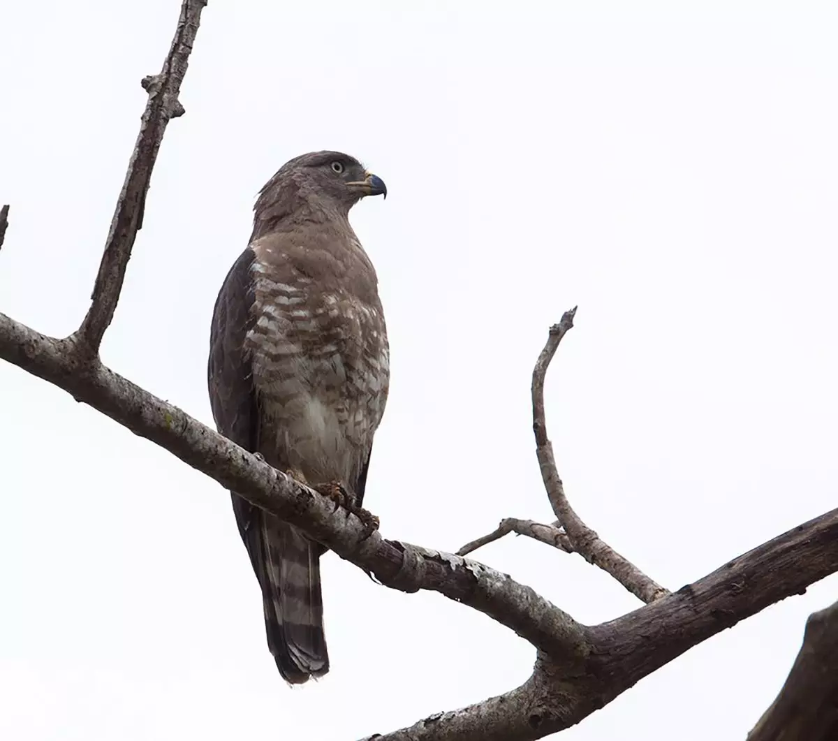 خړ سینه لرونکی مار خوړونکي کوچني ماران تغذیه کوي