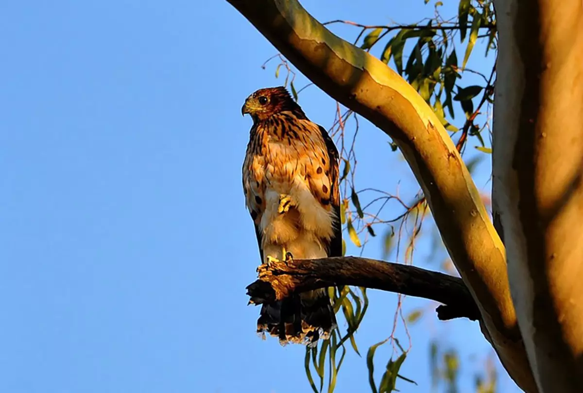 Madagascar hawk - cuckoo - ນົກຂະ ໜາດ ກາງຂອງຜູ້ຖືກລ້າ