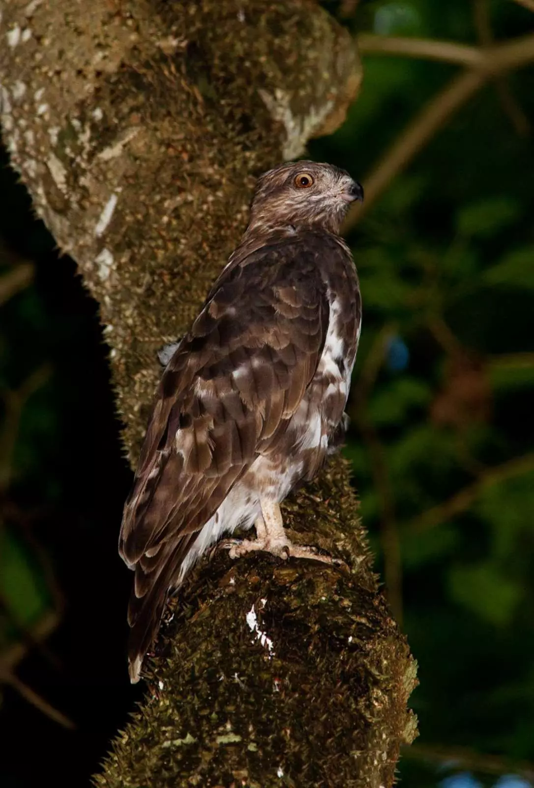 Hawk Madagascar - cuckoo ໄດ້ອາໃສຢູ່ໃນປ່າໄມ້