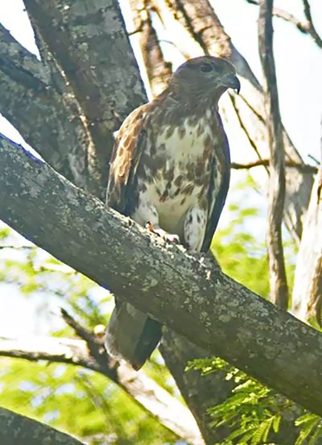 Hawk Madagascar - ຊະນິດນົກຊະນິດ cuckoo monotypic