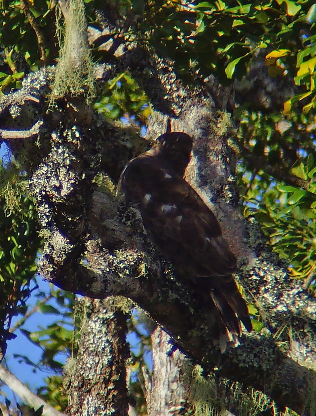 Hawk Madagascar - cuckoo ແມ່ນນົກທີ່ໂດດດ່ຽວ