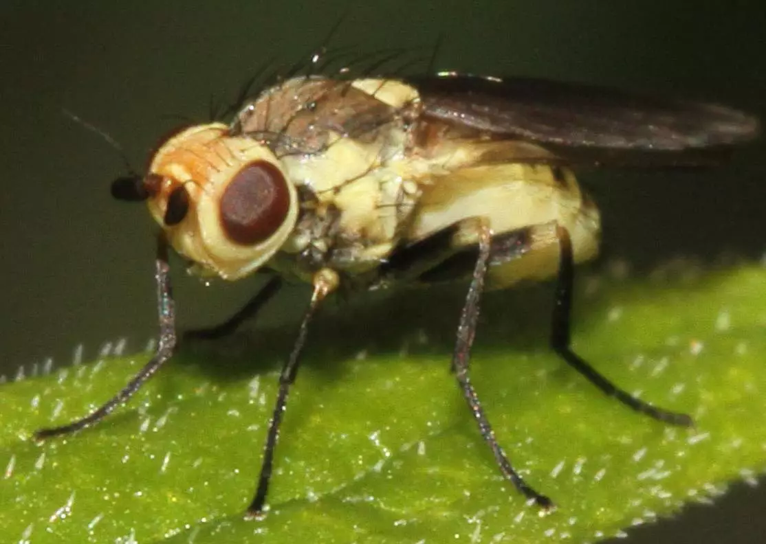 Lítil fluga (kvendýr - 2,0–2,3 mm, karldýr - 1,5 mm).