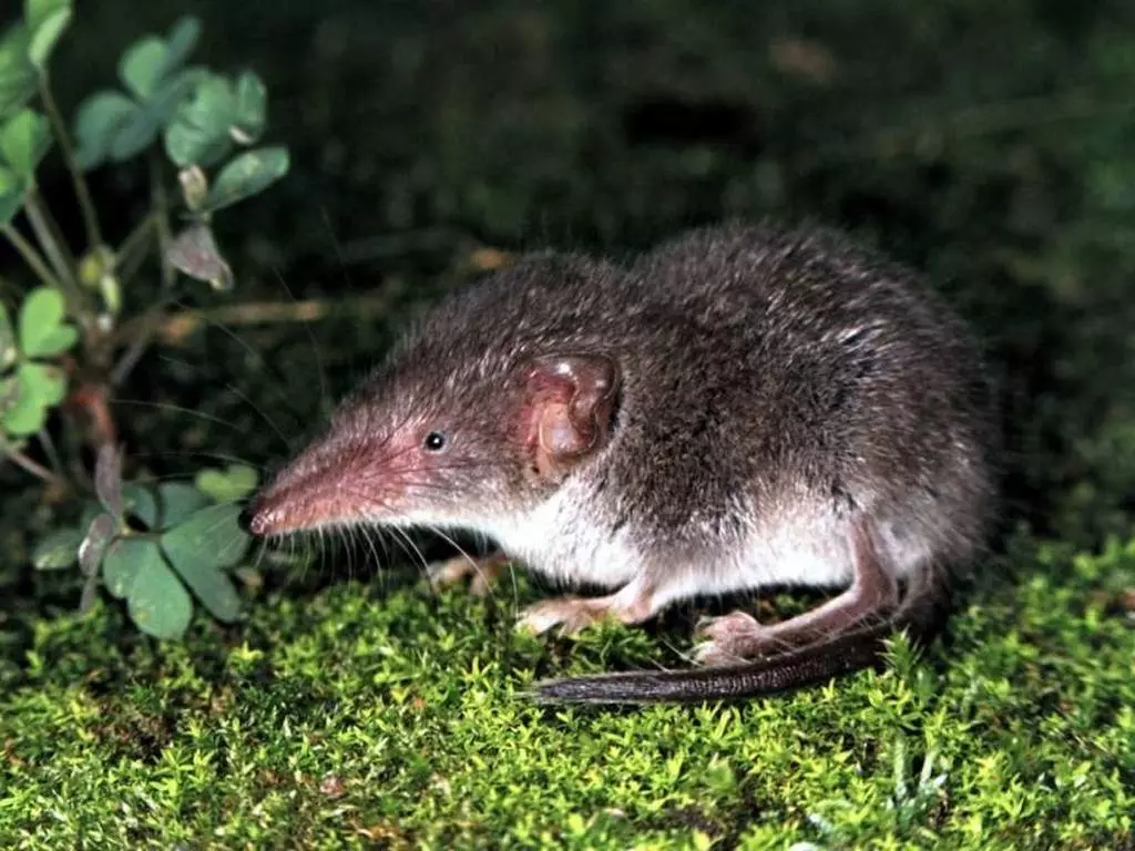 Rewewqa zikê spî (Crocidura leucodon).