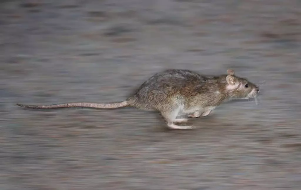 Siva podgana je hiter in zvit glodalec.
