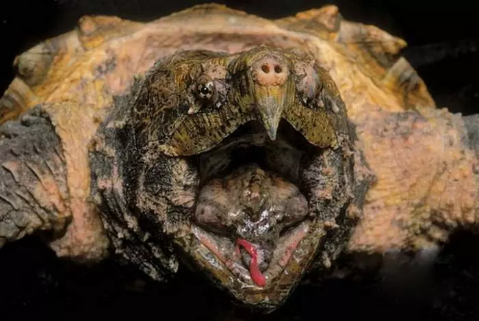 The worm-like tongue of the vulture turtle.