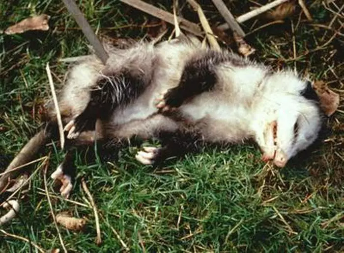 Το Virginia possum αποδεικνύει την ικανότητά του