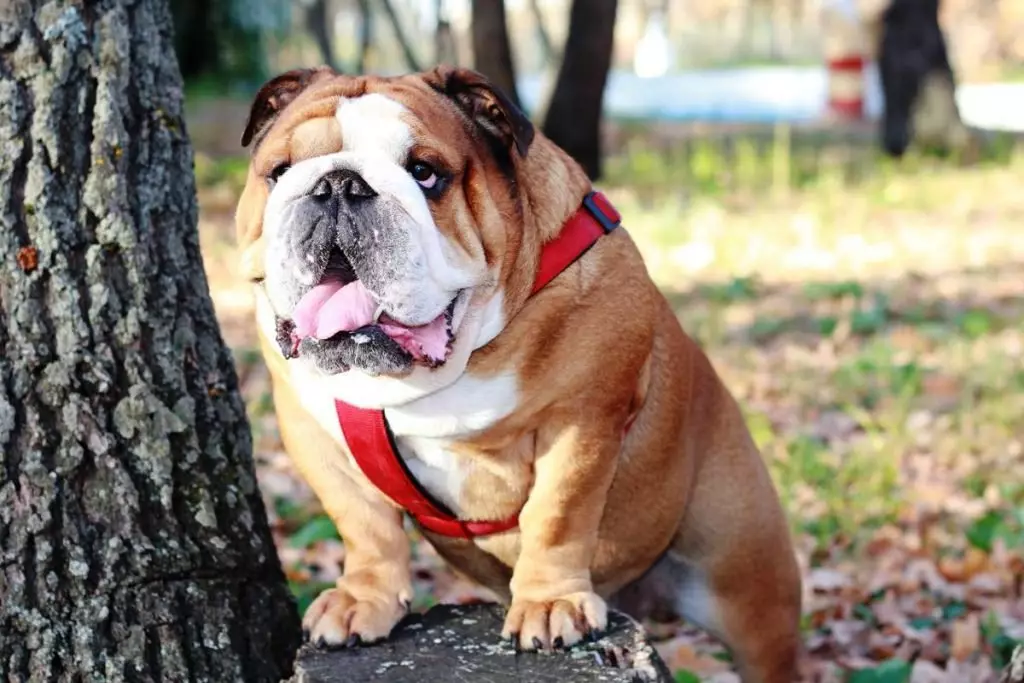 Icyongereza bulldog.