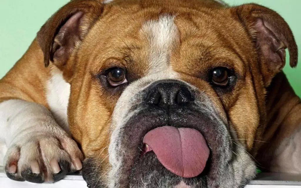 ئىنگلىز Bulldog نىڭ قاتلىمى ئۇنىڭ چاقىرىش كارتىسى.