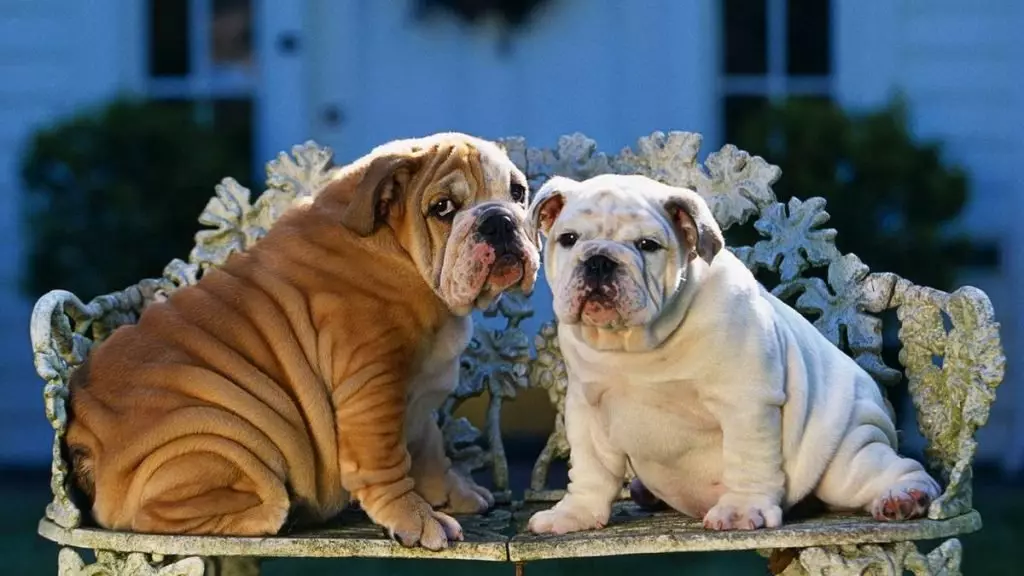 Ụmụ nkịta toro eto nke English Bulldog.