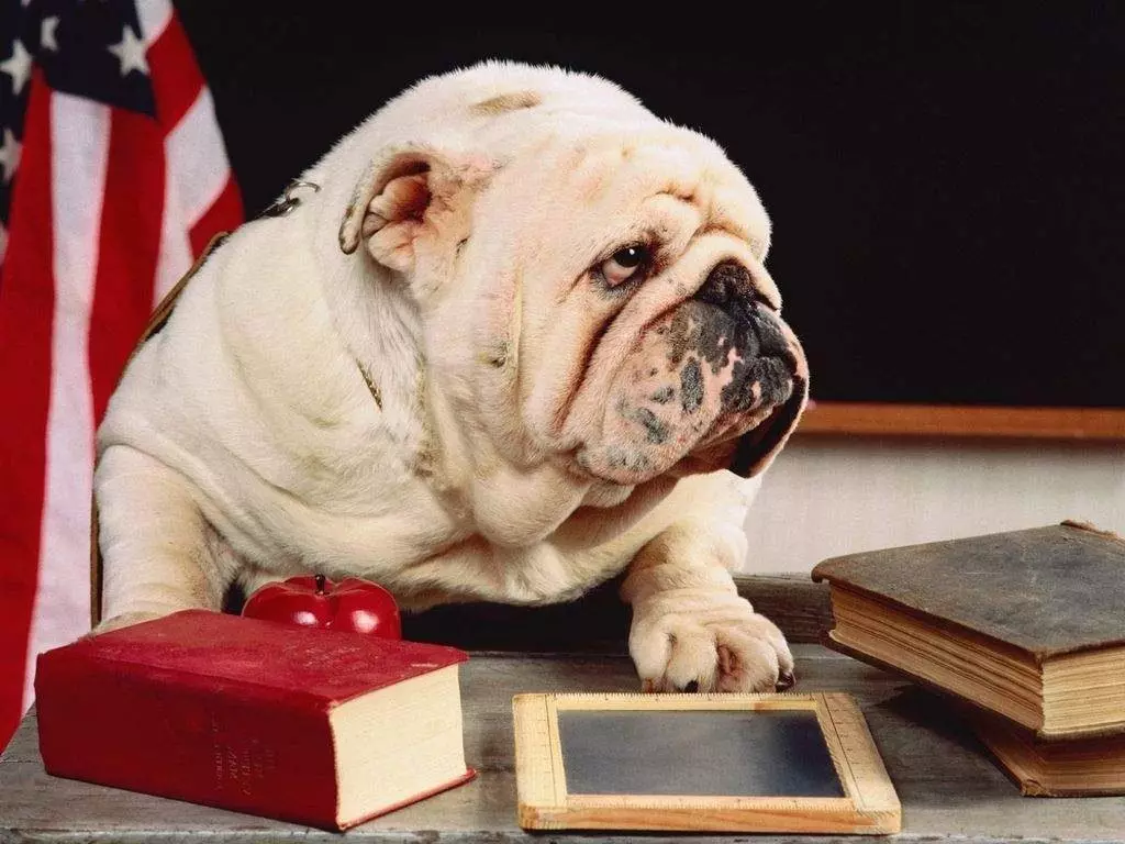 Chú chó bulldog này trông rất tức giận.