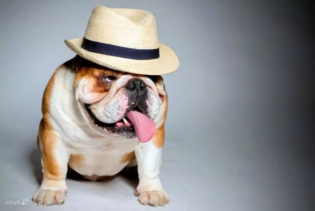 Bulldogs Bekee bụ ndị enyi ụmụ nwoke.