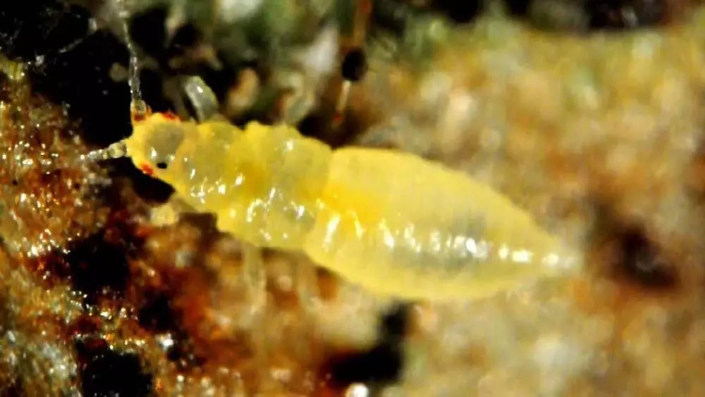 L-insetti adulti u l-larva jikkawżaw ħsara
