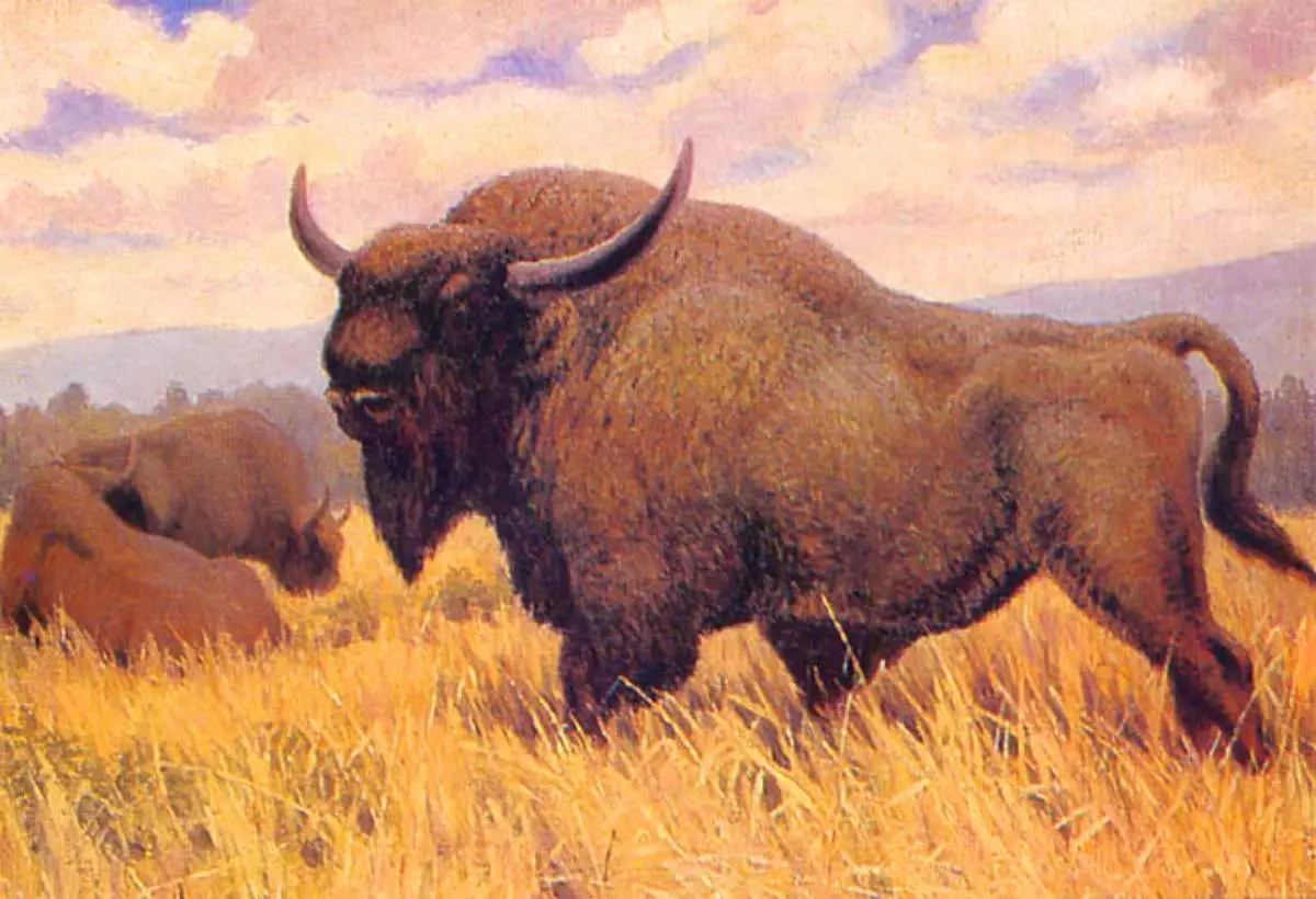 Пенсильвания бизоны (Bison bizon pennsilvanikus).