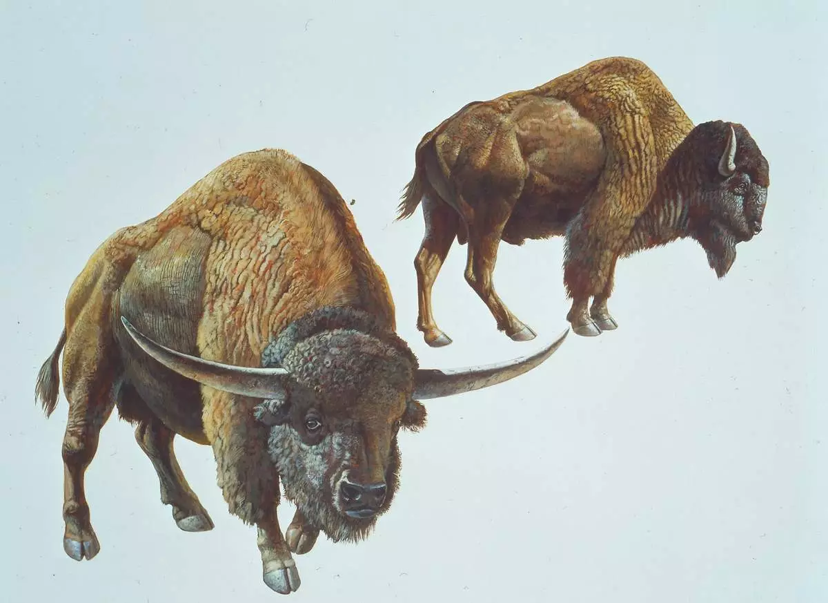 Ang bison ng Pennsylvania ay mas malaki kaysa sa kanilang kasalukuyang mga katapat.