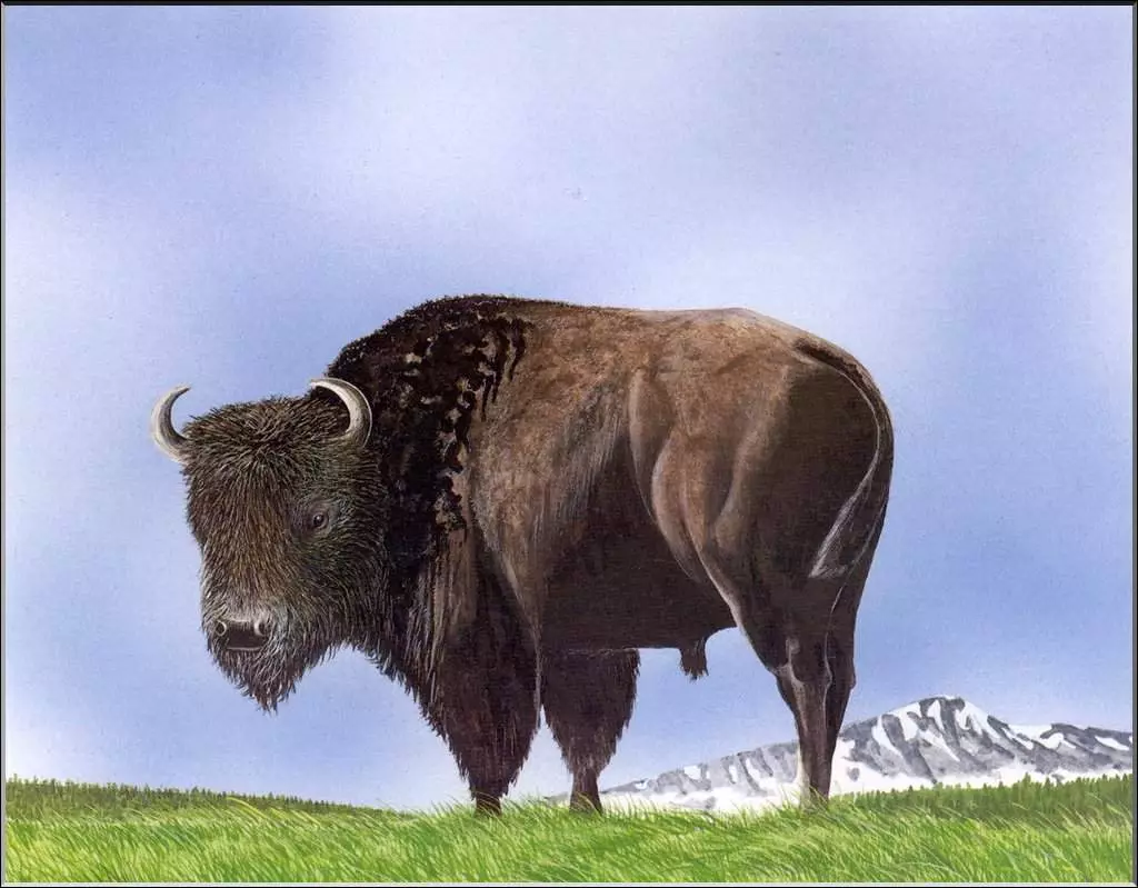 Pennsylvania bison wiene trekkende bisten.