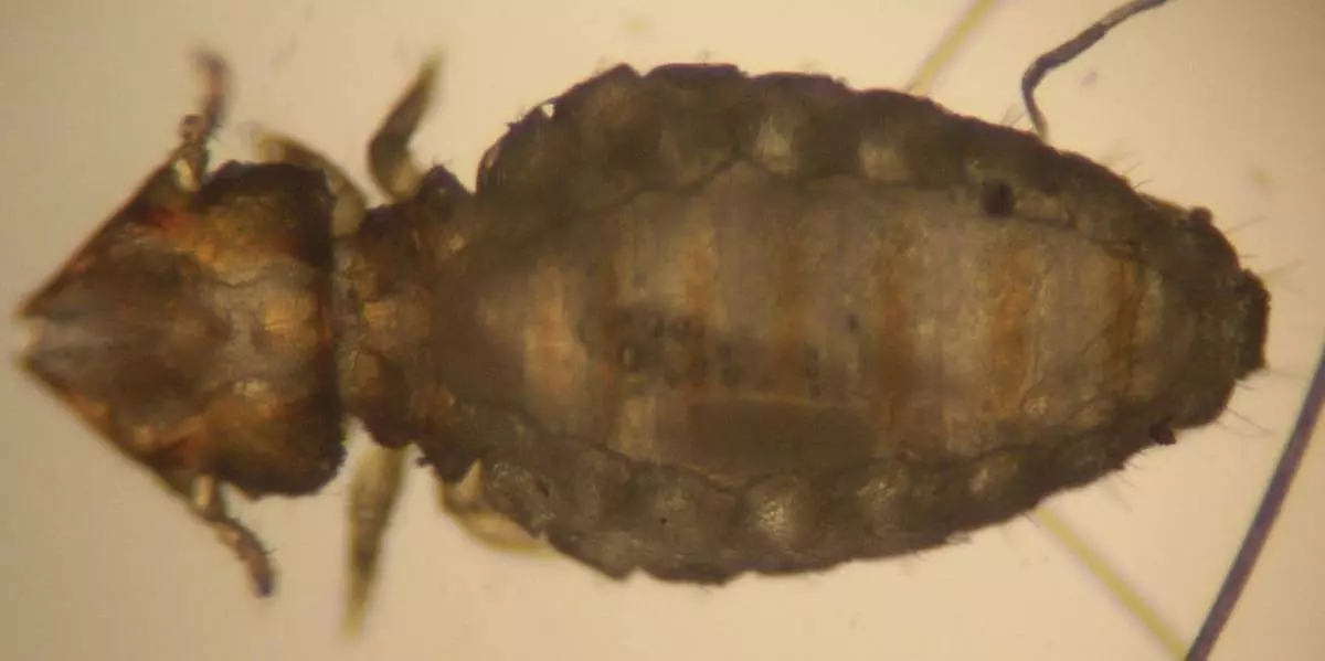 Βλασοειδή (Trichodectidae).