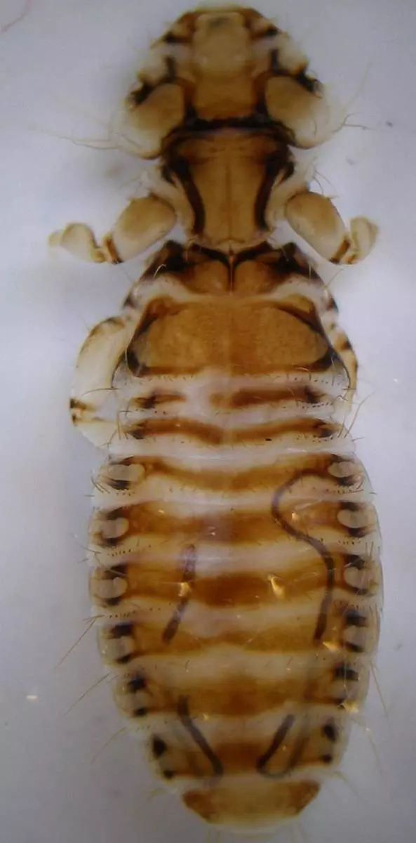 الأمراض التي تسببها آكلة السوط في الحيوانات الأليفة تسمى trichodectoses (syn. Mallophagoza).