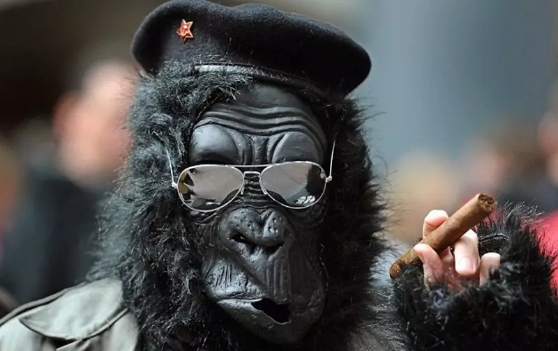 Deze prachtige mannelijke gorilla heeft alle kans om de prijs te winnen.