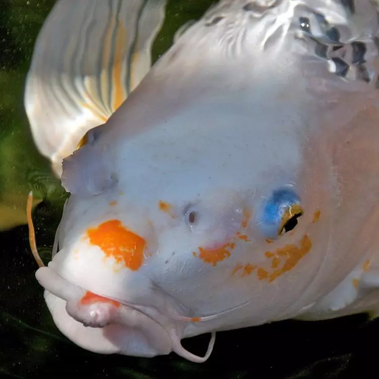 Ang kinaiya antennae sa koi carp.