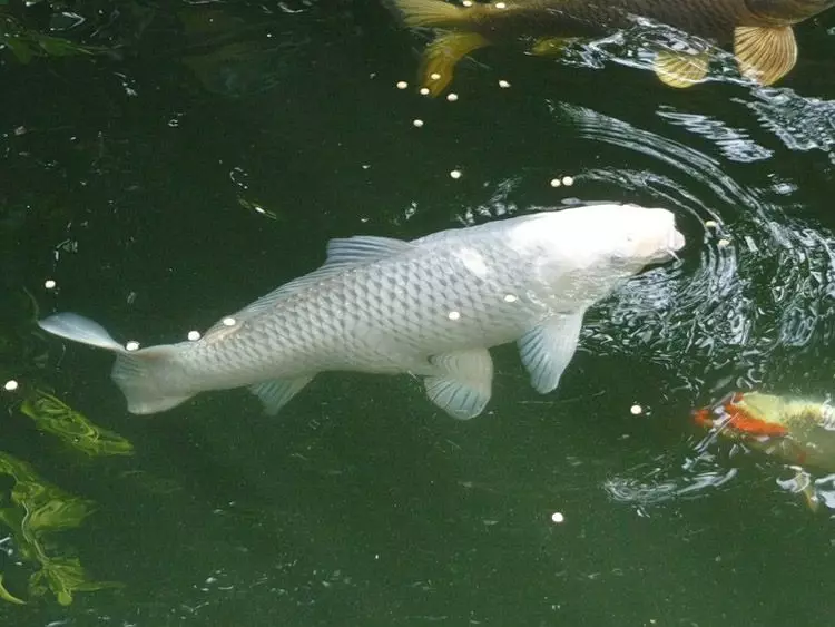 Ang Koi carp puro puti ang kolor.