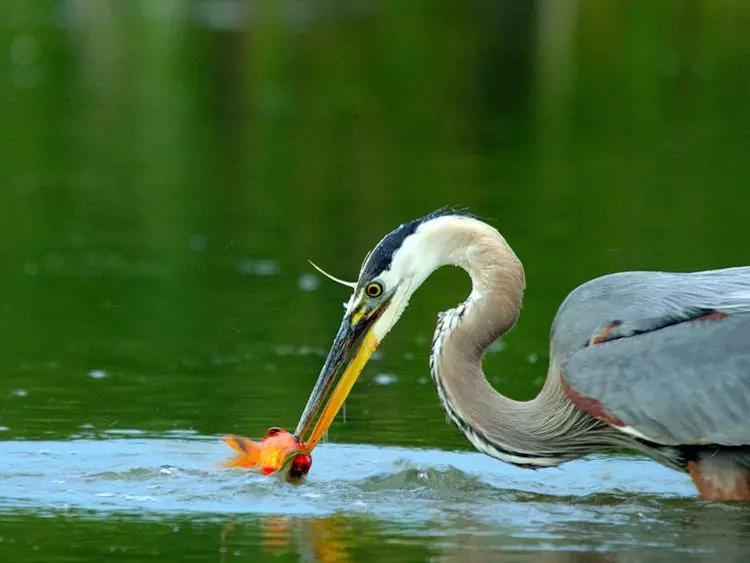 Gipangita sa heron ang koi sa lim-aw.