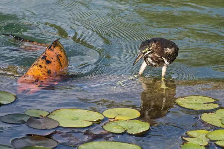 Ang usa ka hamtong nga koi carp lisud kaayo alang niini.