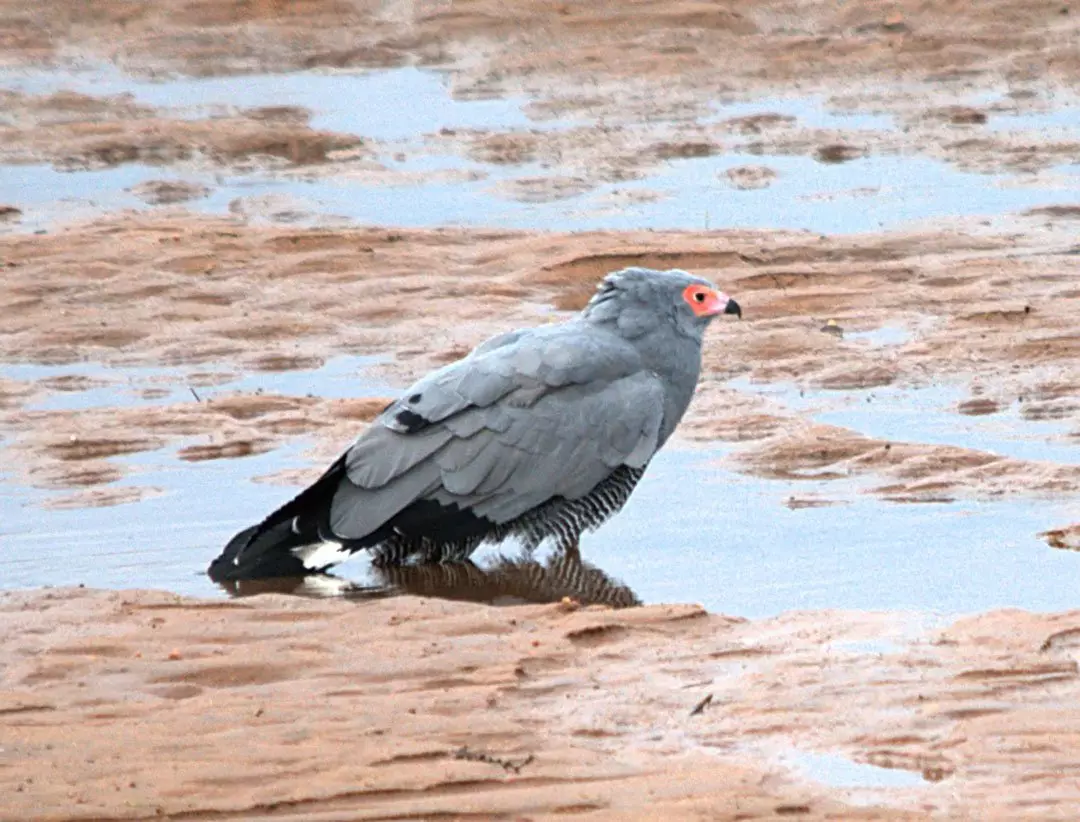 African harrier hawk är en mycket smidig rovdjur