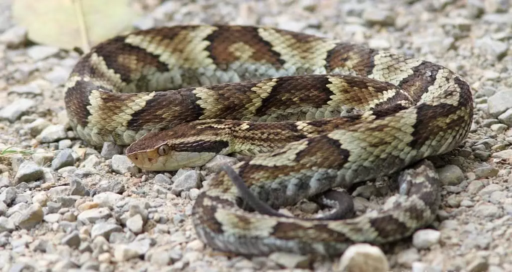Viermele de căldură este cea mai periculoasă viperă dintre șerpii sud-americani.