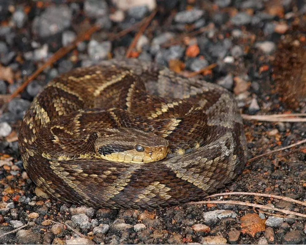 Bất chấp tác hại mà con rắn gây ra cho con người với những vết cắn đau đớn của nó, những con rắn vẫn tiếp tục nuôi nhốt gerarak để lấy nọc độc quý giá.
