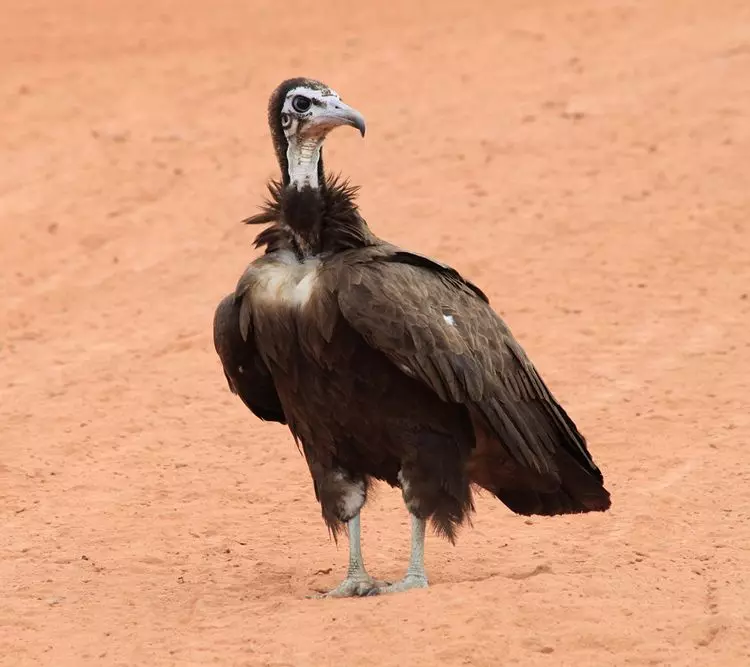 பழுப்பு கழுகு (Necrosyrtes monachus).