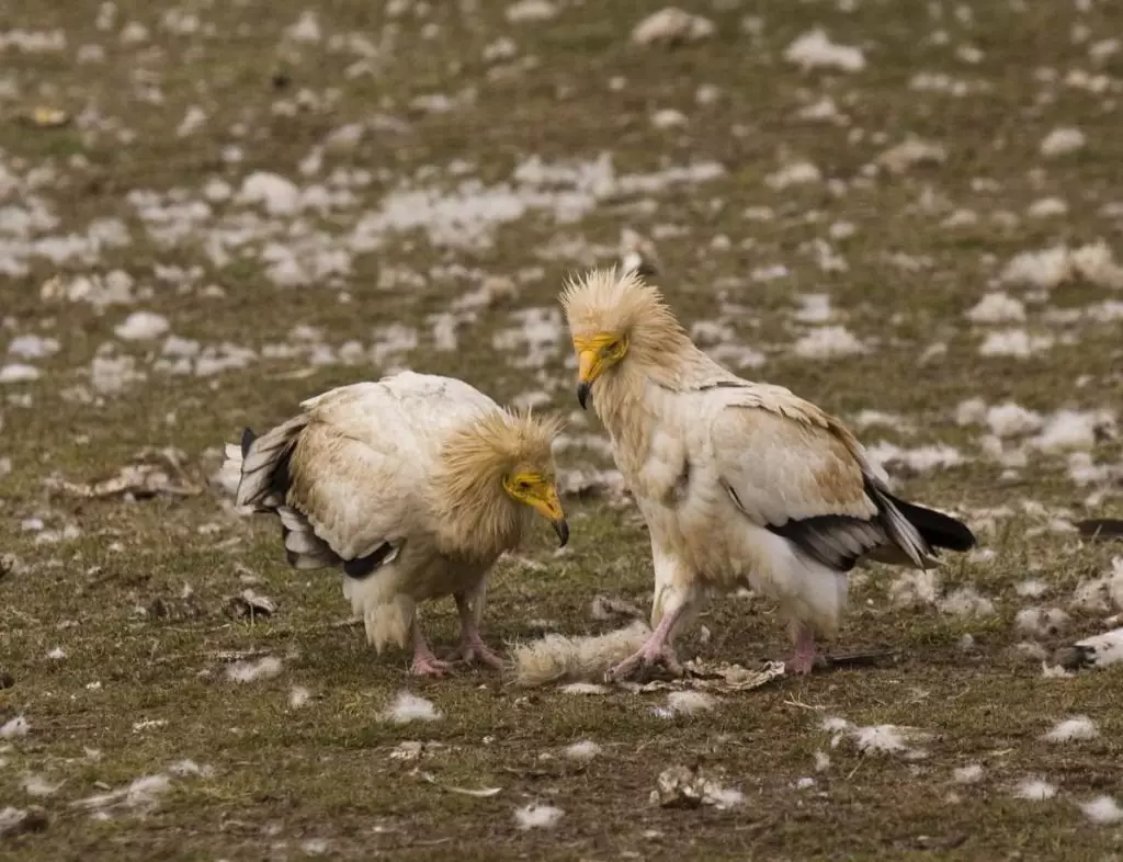 Péire vultures coitianta.