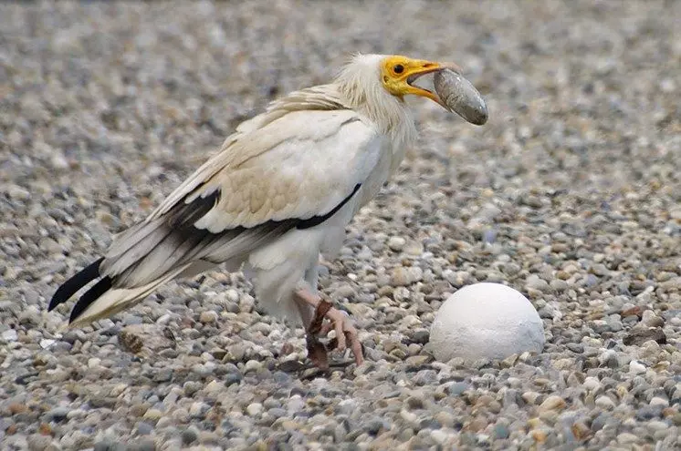 Burung bangkai biasa menggunakan kerikil untuk memecahkan telur burung unta.