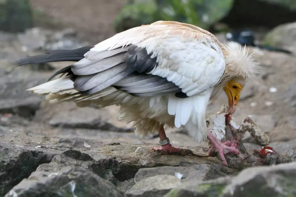 Críochnaíonn an vulture a bhéile.