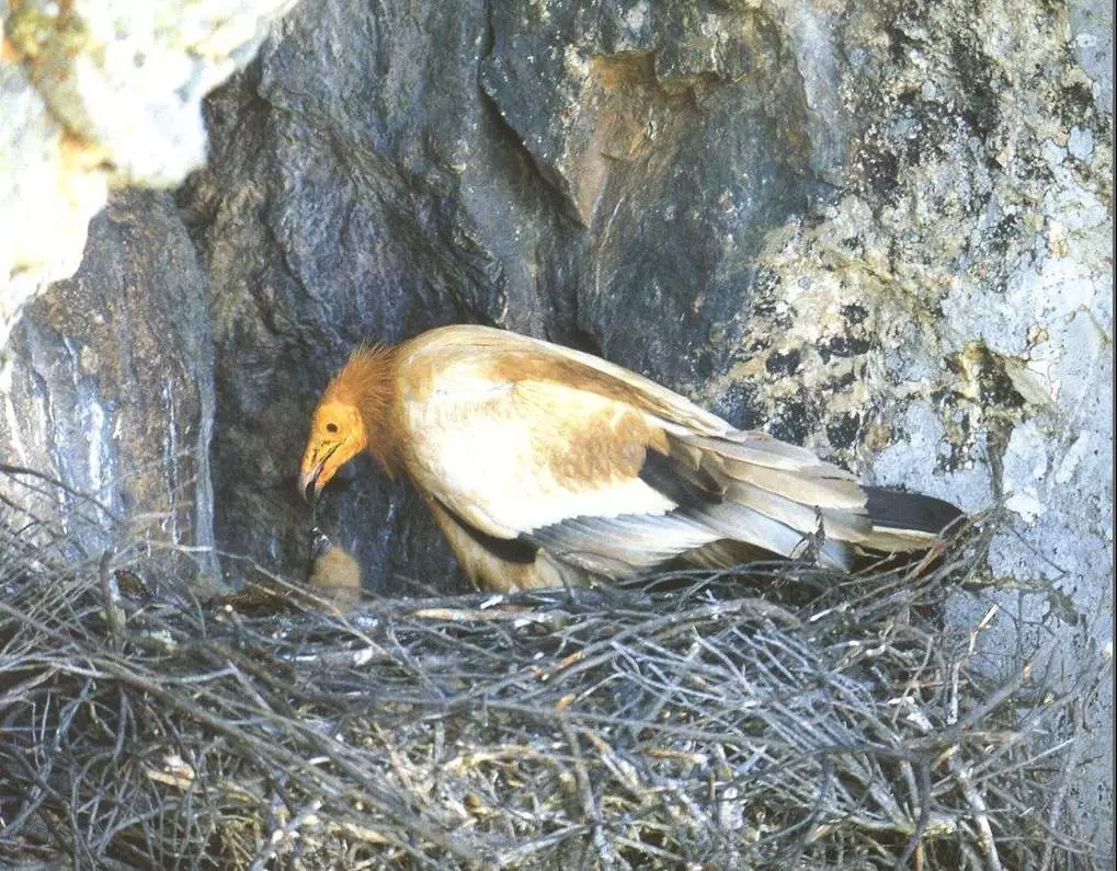 Burung nasar di sarang.