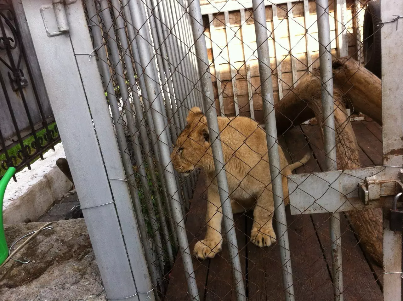 אותה לולה, שבעליה לשעבר רצו להרדים אותה.