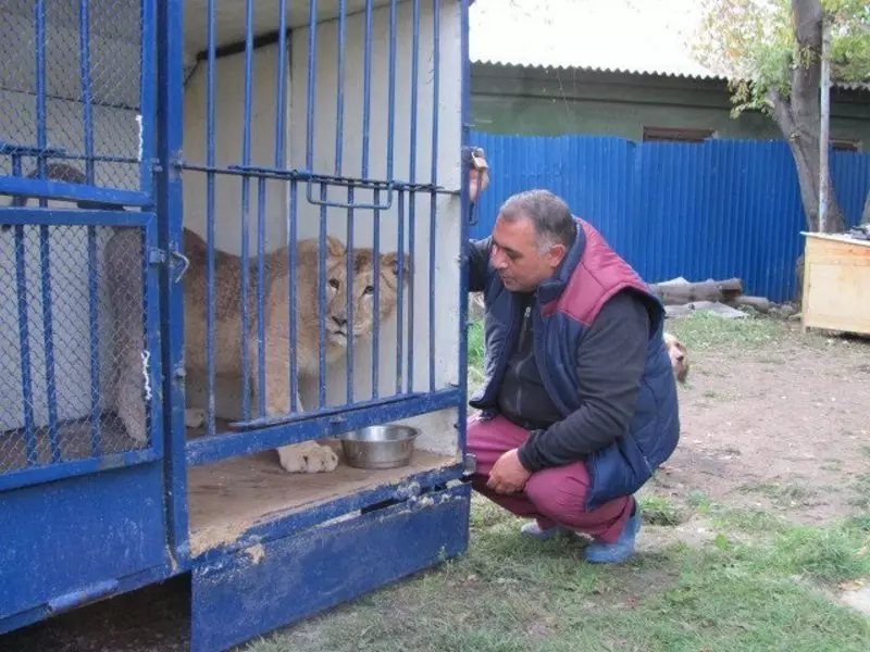 The president of the foundation, Karen Dallakyan, is now concerned with the construction of a suitable enclosure for the lioness.