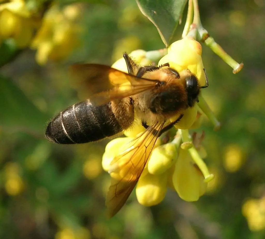 Theиновската пчела е подмолна индиска непријателска.
