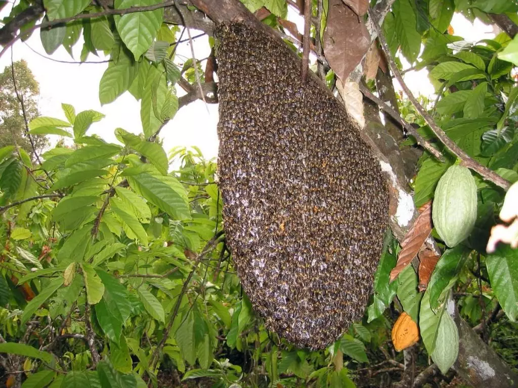 Tổ ong của những con ong khổng lồ.