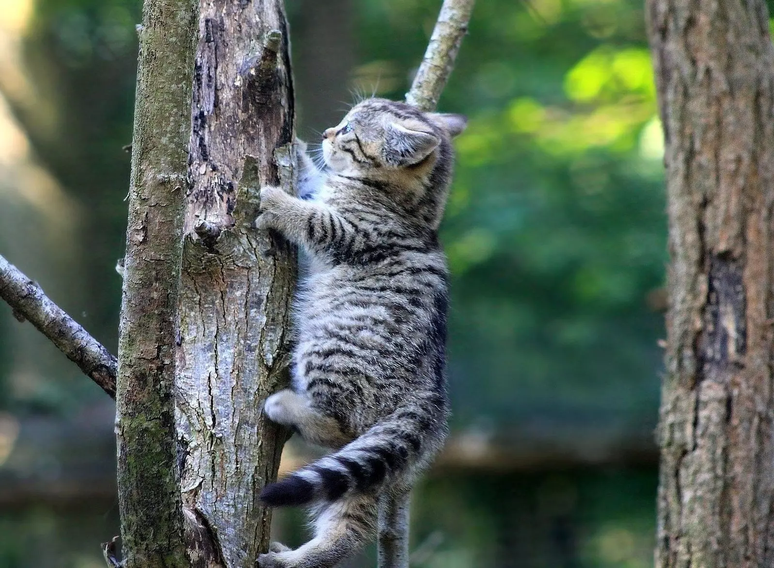 Os gatos son reacios a admitir observadores e prefiren saltar dunha árbore cando se achegan os rotozoos.