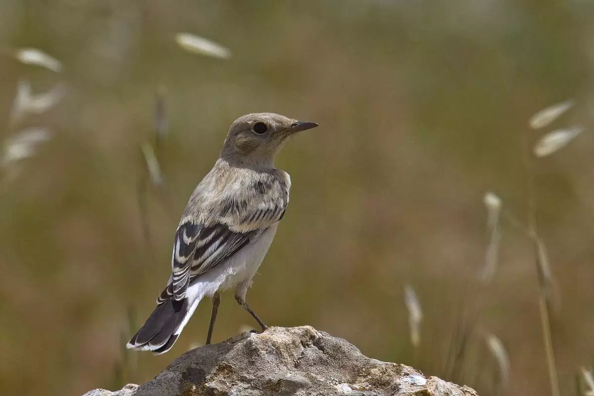 Stufi b'għonq iswed (Oenanthe finschii).