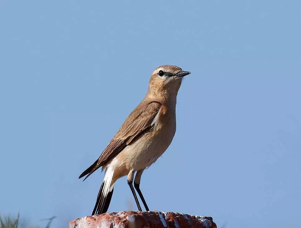 In-natura tal-għasafar hija gwerra, għalhekk, biex tattira nisa, irġiel jirranġaw