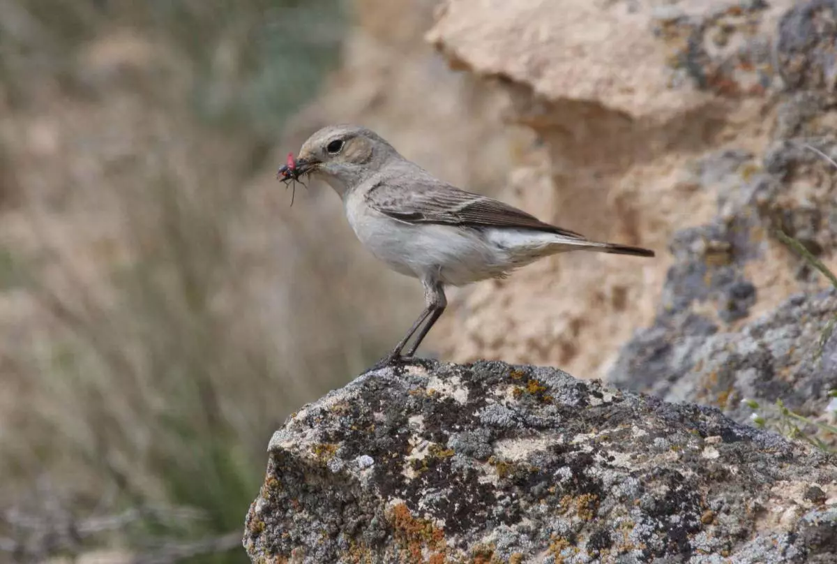 Iż-żewġ ġenituri jimmonitorjaw u jitimgħu lill-frieħ.