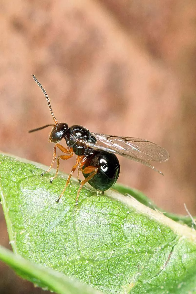 Nutcracker (Cynipoidea) ។