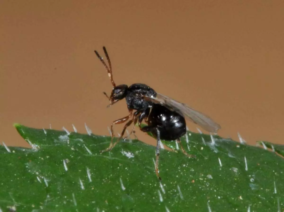 ಹೆಣ್ಣು ಪಿತ್ತ-ಮೊಂಗರ್ ಮೊಟ್ಟೆಗಳನ್ನು ಇಡುತ್ತದೆ.