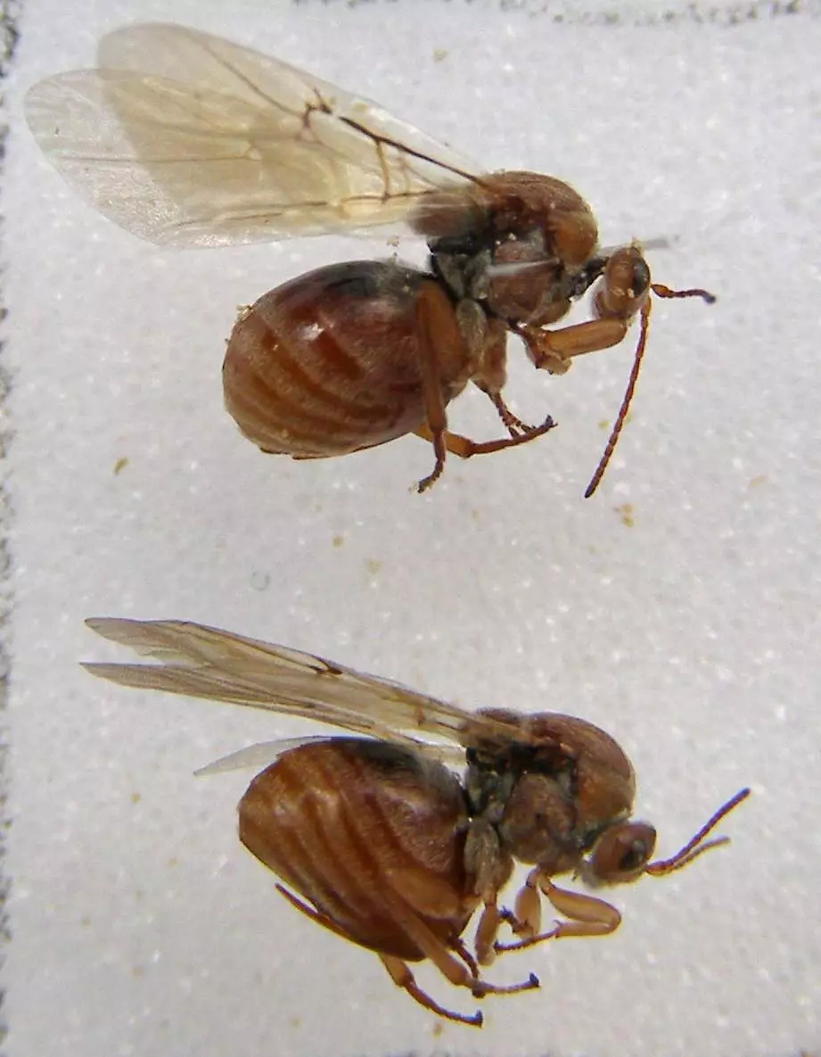 Notenkrakers leggen hun eieren in de knoppen van eikenbomen.