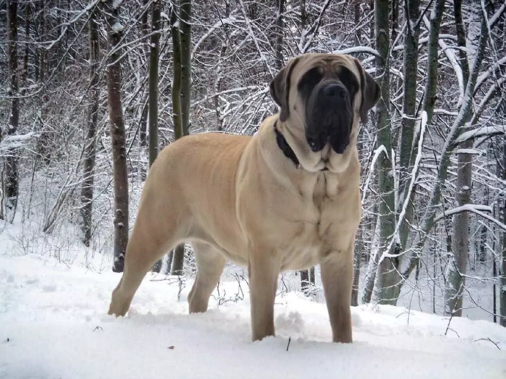 Englischer Mastiff.